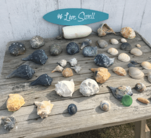 Outer Banks Seashells: Secrets from the “Shell Whisperer” | Live Swell